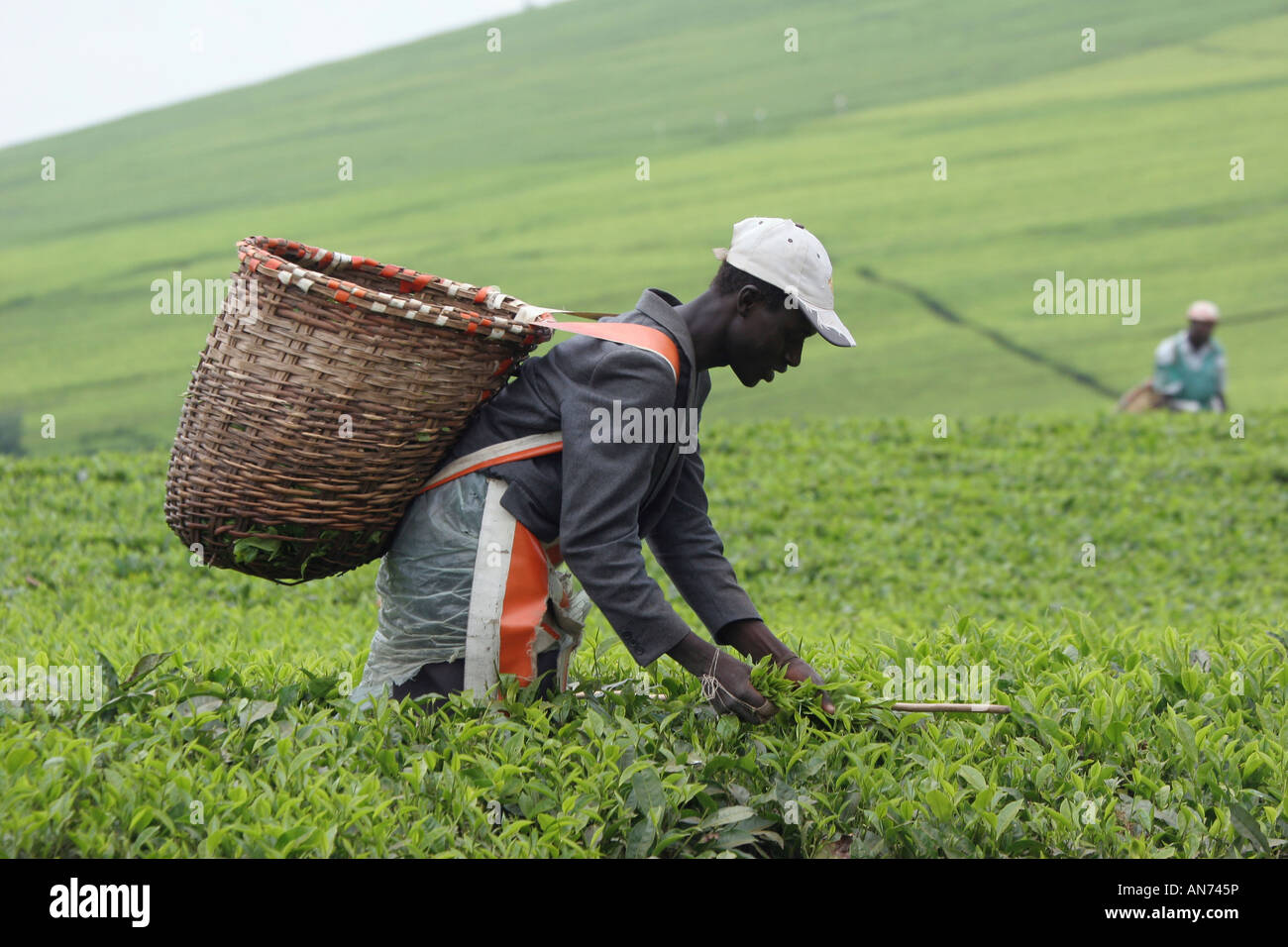 tea picking at tea plantation in East Kenya Stock Photo - Alamy