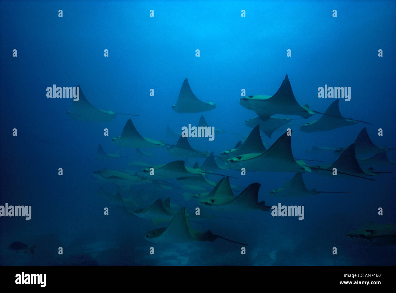 Rhinoptera steindachneri hi-res stock photography and images - Alamy