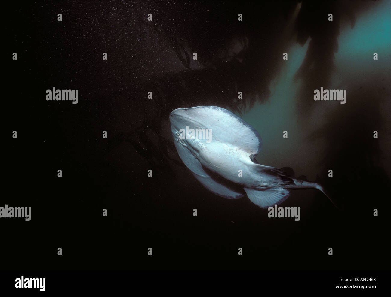 Sting ray torpedo hi-res stock photography and images - Alamy