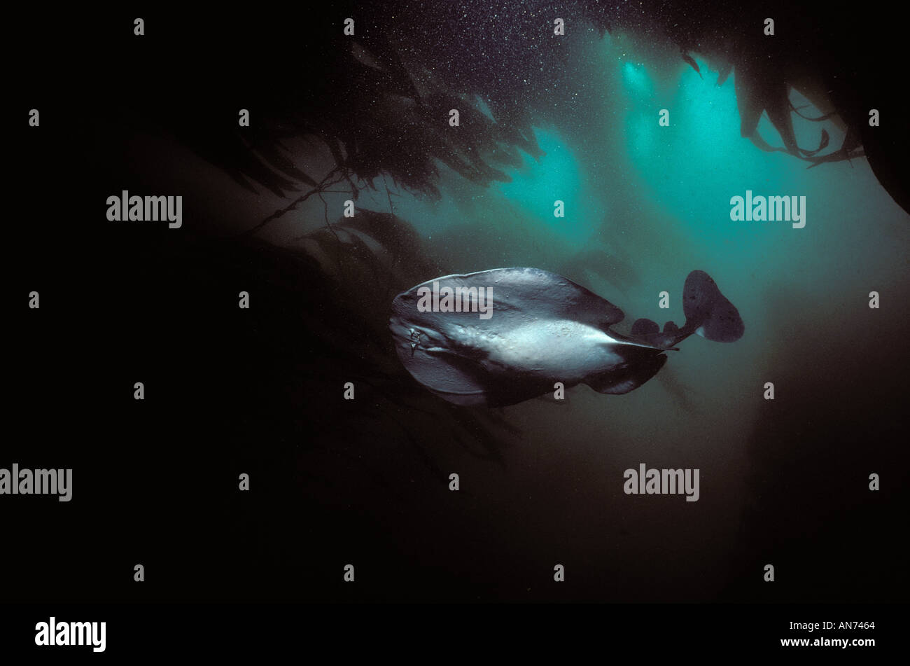 Sting ray torpedo hi-res stock photography and images - Alamy