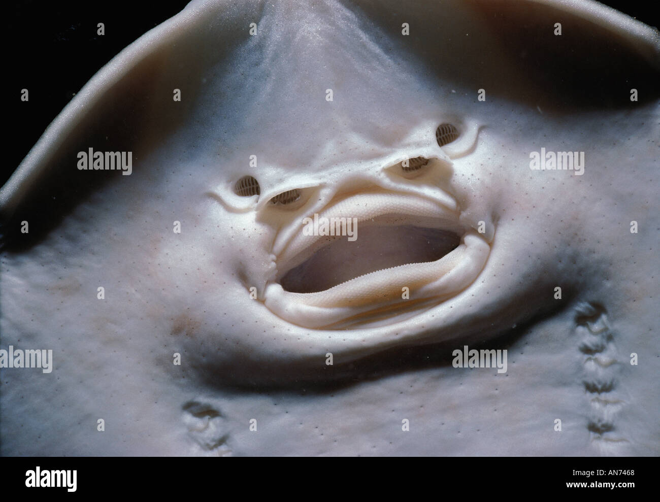Mouth and nostrils of Thornback Ray Stock Photo - Alamy