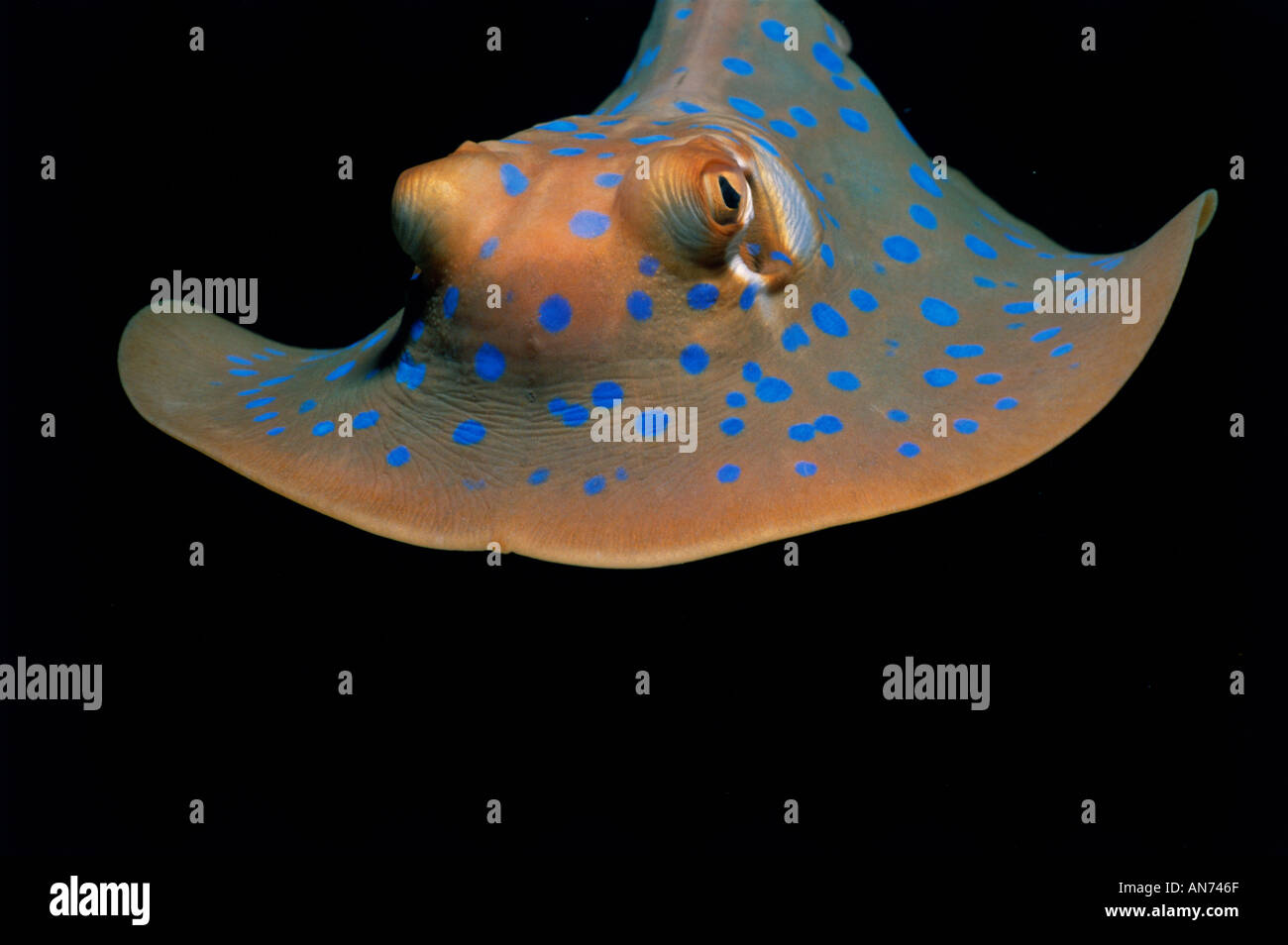 Poisonous Blue Spotted Stingray moves near ocean floor Stock Photo - Alamy