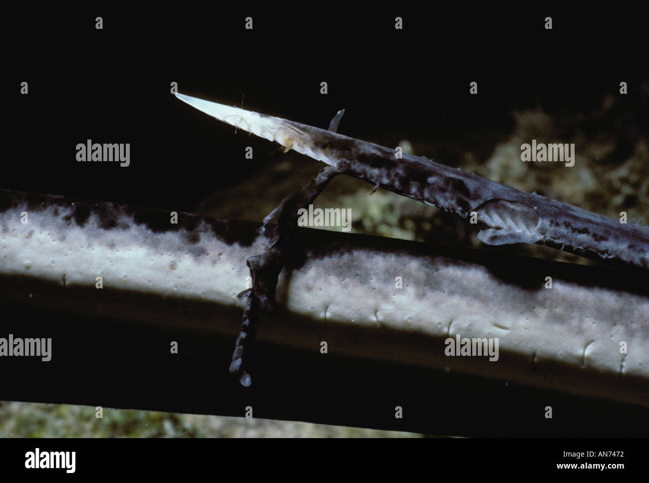 Stingray barb hi-res stock photography and images - Alamy