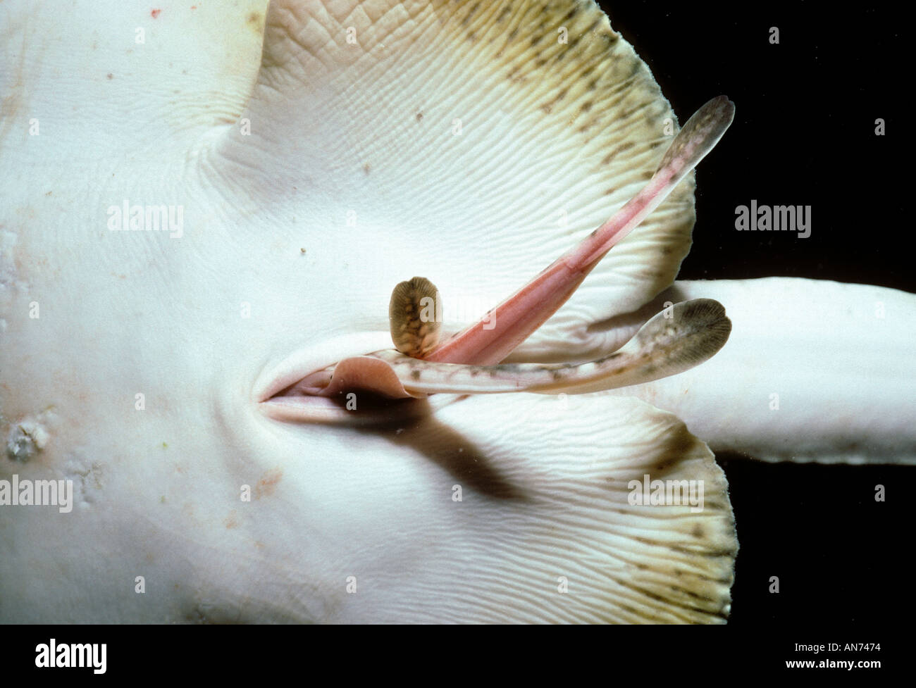 Yellow Stingray giving birth to two young Stock Photo - Alamy