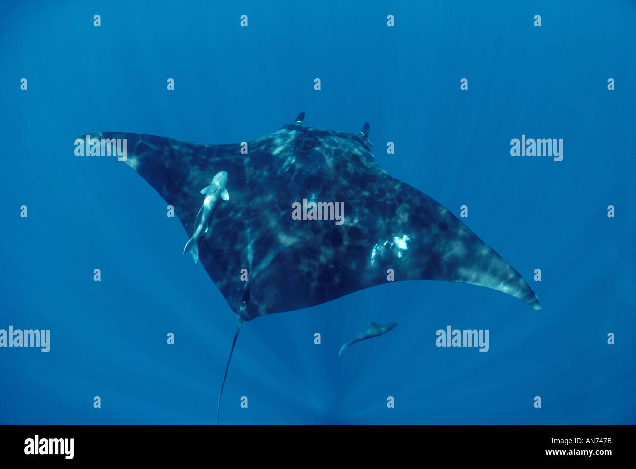 Giant Manta Ray Stock Photo - Alamy