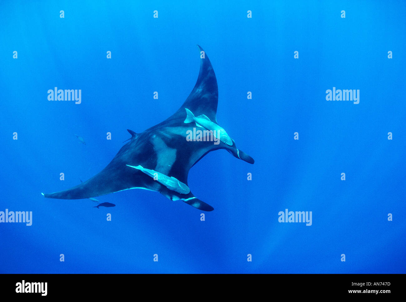Giant Manta Ray Stock Photo - Alamy