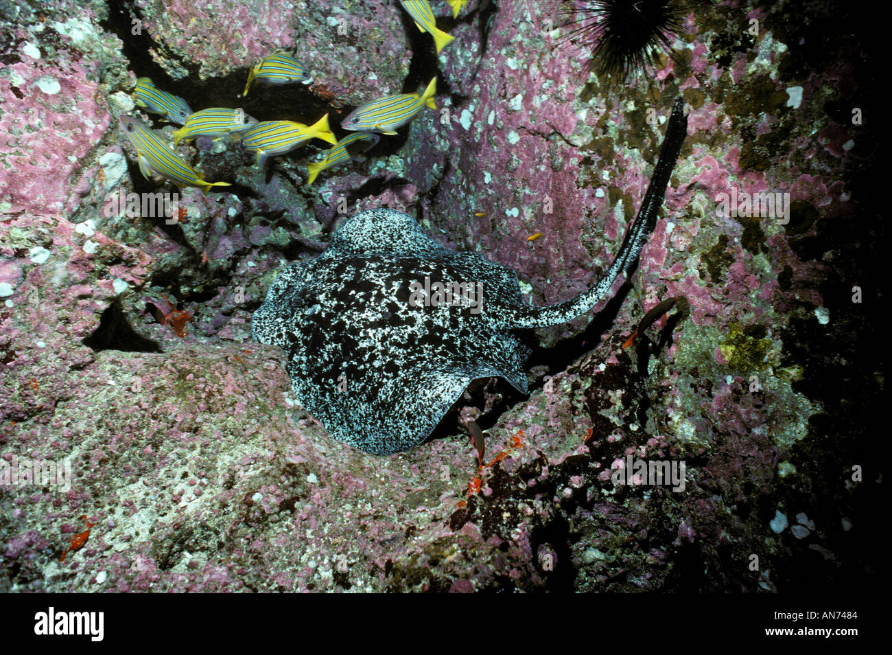 Marbled Ray with Blue striped Snappers Stock Photo - Alamy
