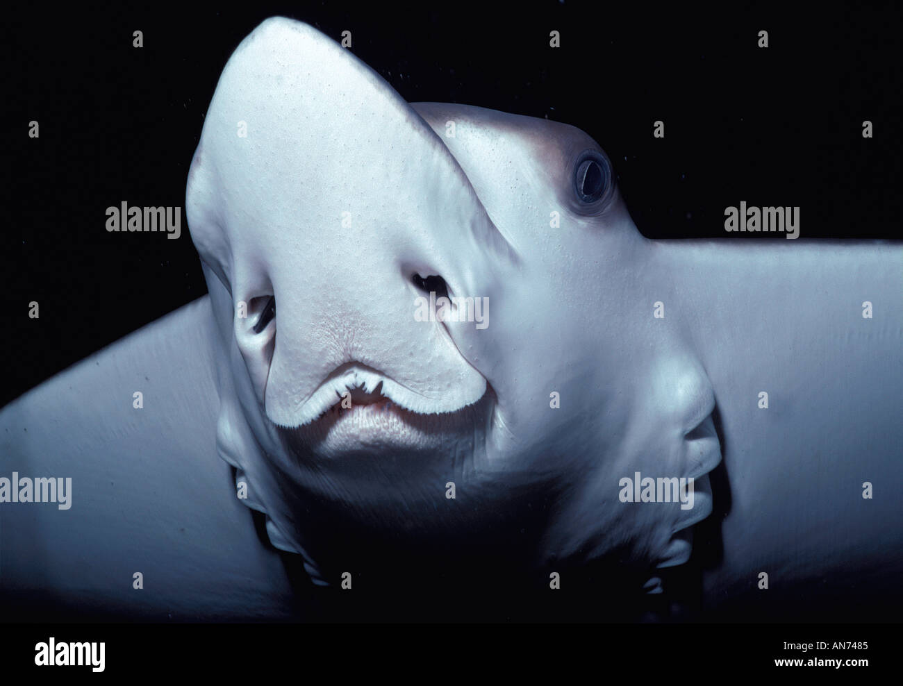 Spotted Eagle Ray Stock Photo - Alamy