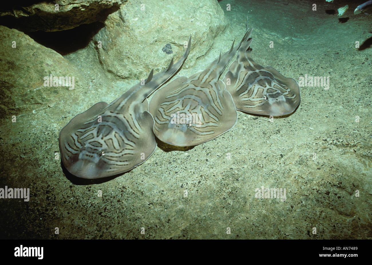 Eastern Fiddler Rays on ocean bottom at night Stock Photo - Alamy