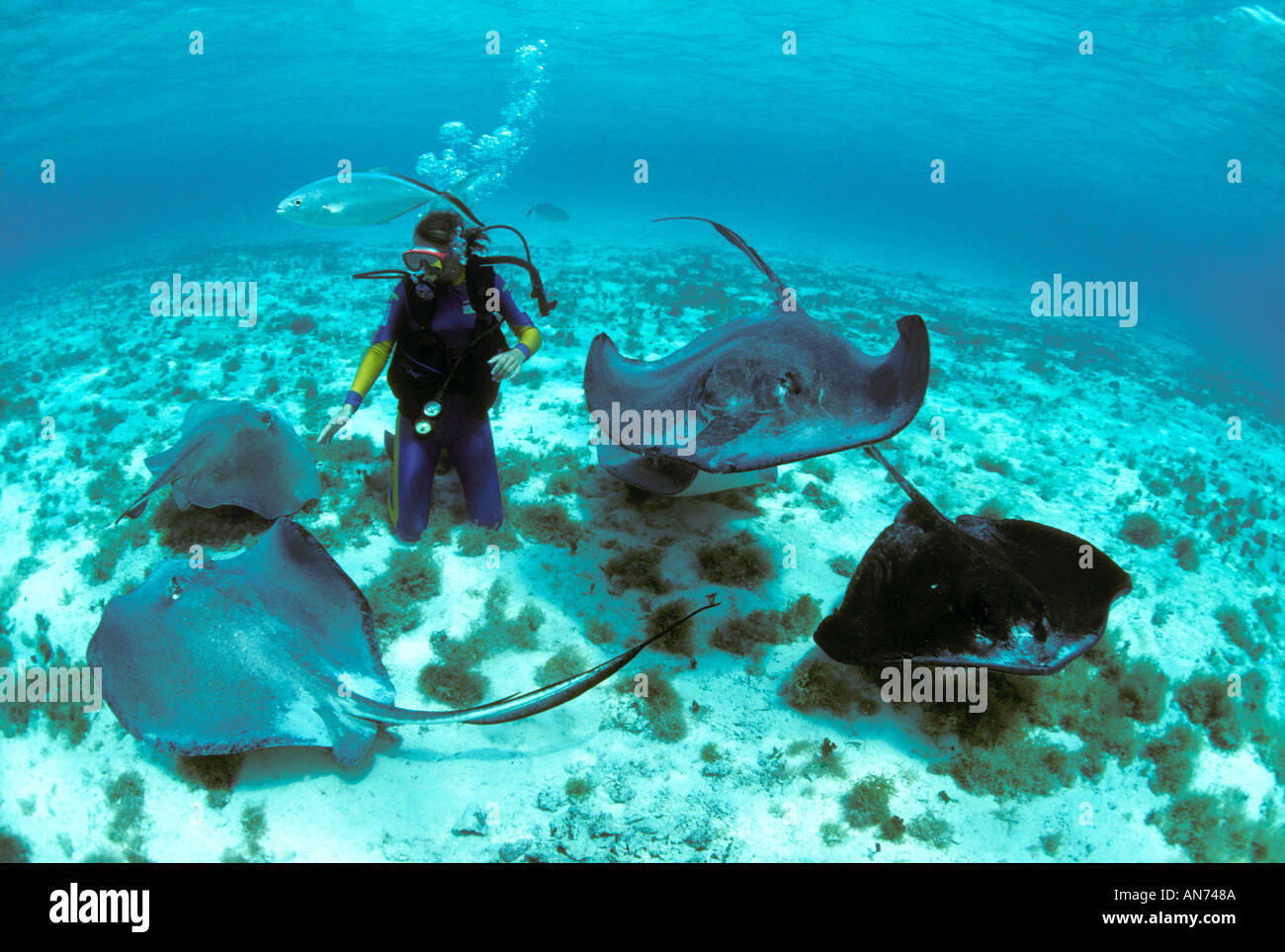 Swim with stingrays bahamas hi-res stock photography and images - Alamy