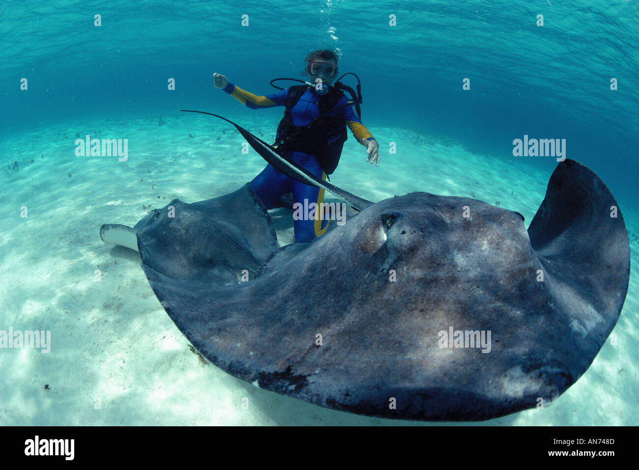 Swim with stingrays bahamas hi-res stock photography and images - Alamy
