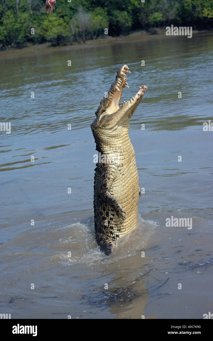 Saltwater Crocodile jumping above river s surface Stock Photo - Alamy