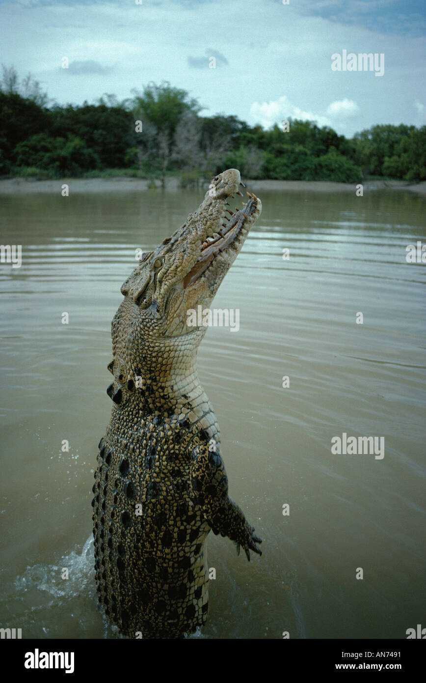 Saltwater Crocodile jumping above river s surface Stock Photo - Alamy