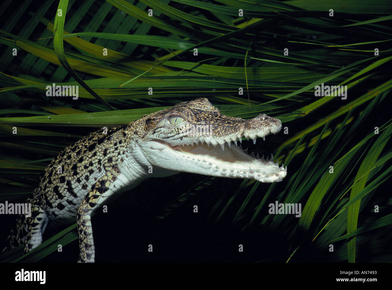 Juvenile Saltwater Crocodile hiding in reef grass Stock Photo - Alamy