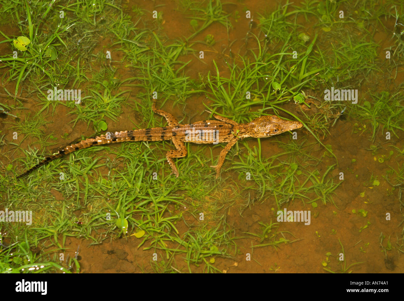 Juvenile Saltwater Crocodile moving along river bed Stock Photo - Alamy