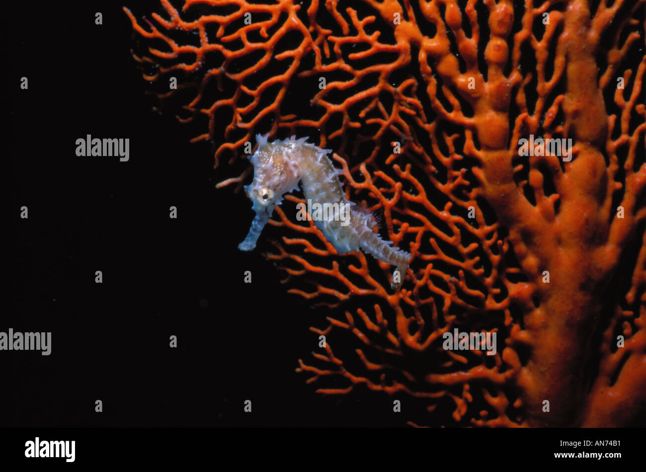Spiny Sea Horse on Gorgonian Coral at night Stock Photo - Alamy