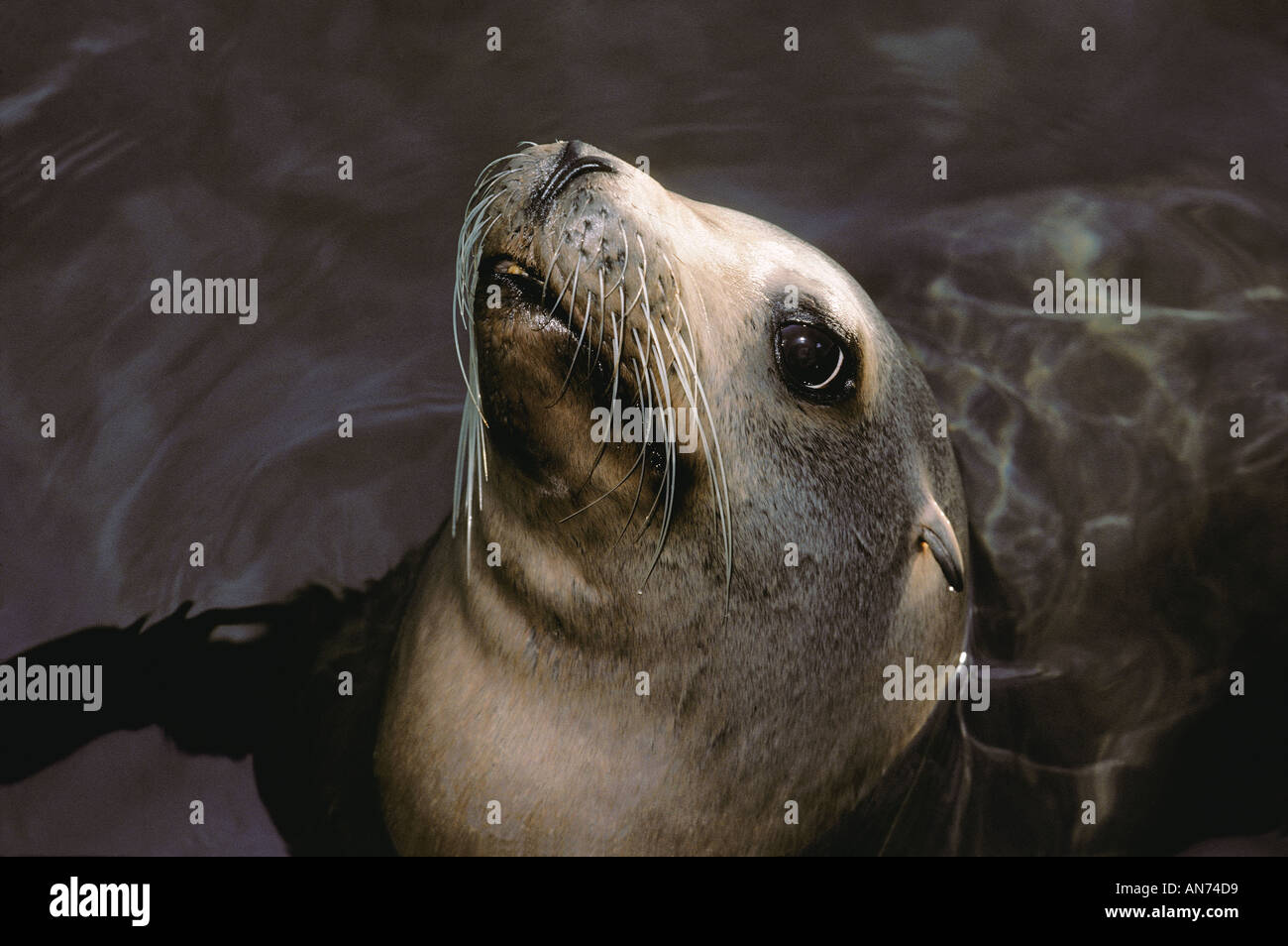 Macro shot sea lion hi-res stock photography and images - Alamy