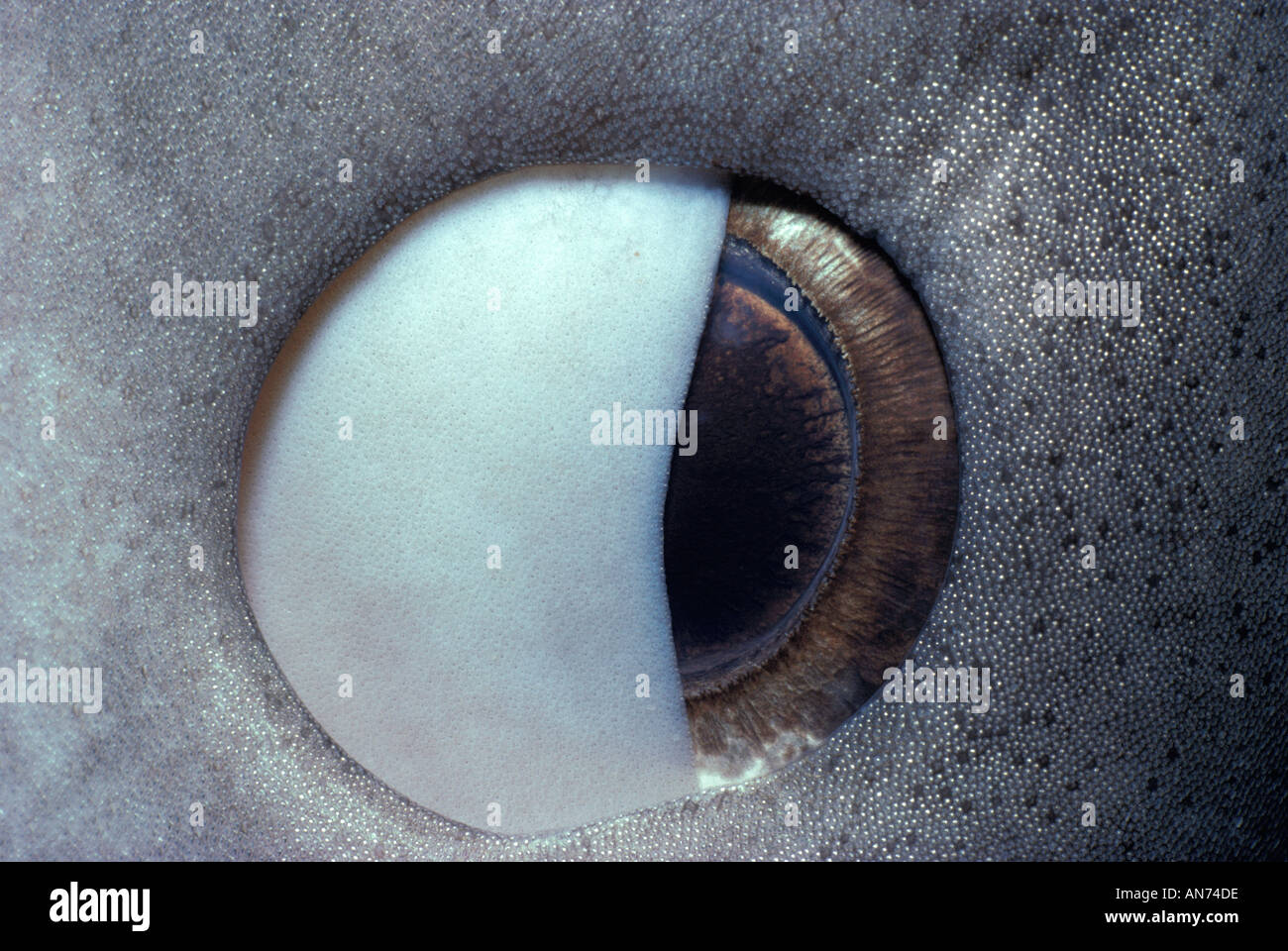 Eye of Tiger Shark Stock Photo - Alamy