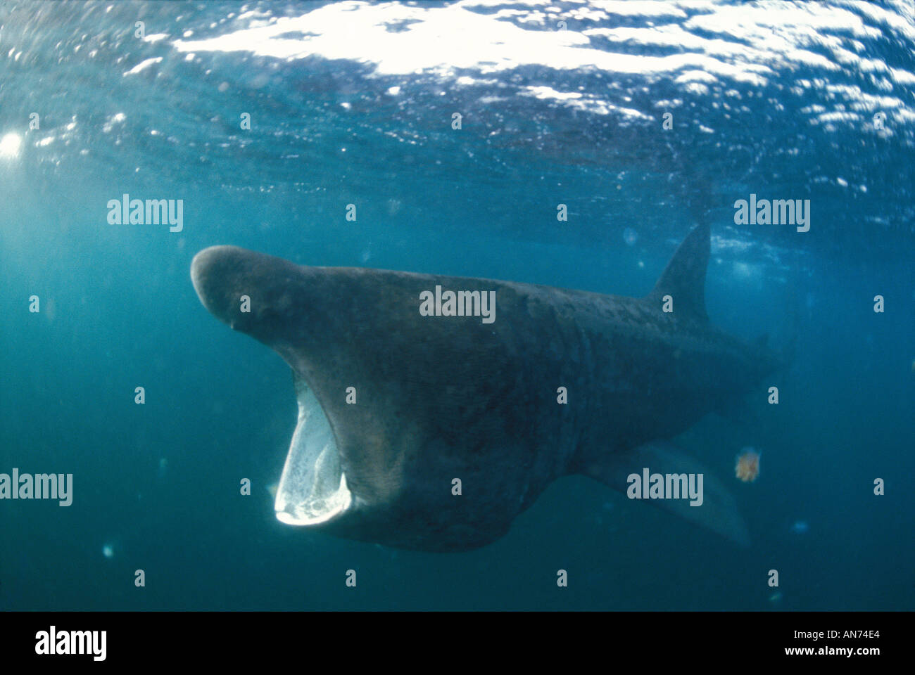 Gill rakers hi-res stock photography and images - Alamy