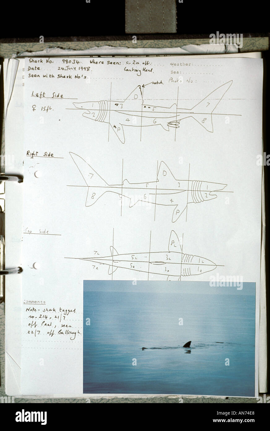 Basking Shark visual tag date sheet and book Basking Shark Stock Photo ...