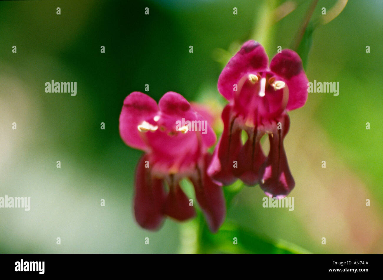 Scrophularia, Penstemon alpinus Stock Photo - Alamy