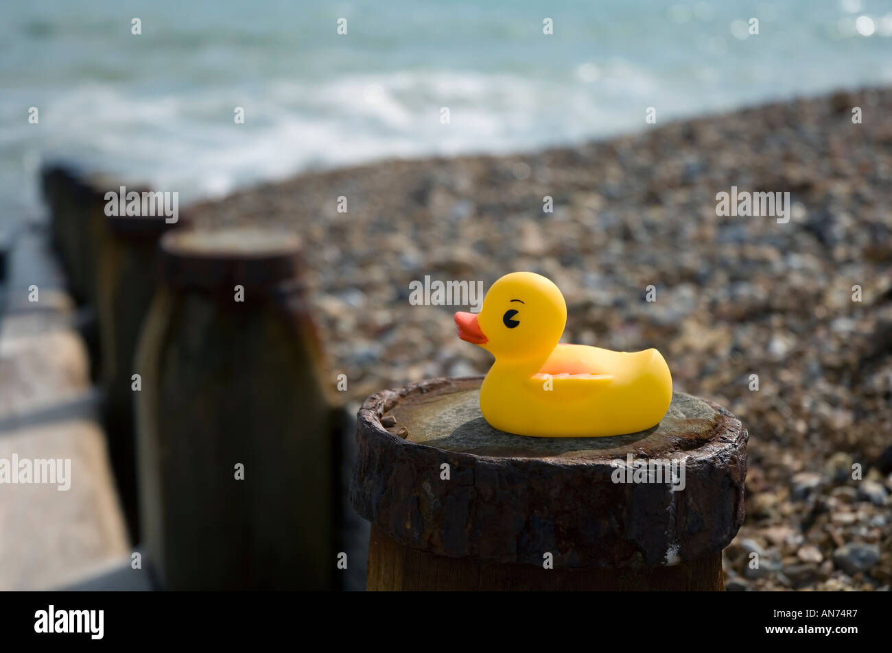 Rubber duck at the seaside Stock Photo - Alamy