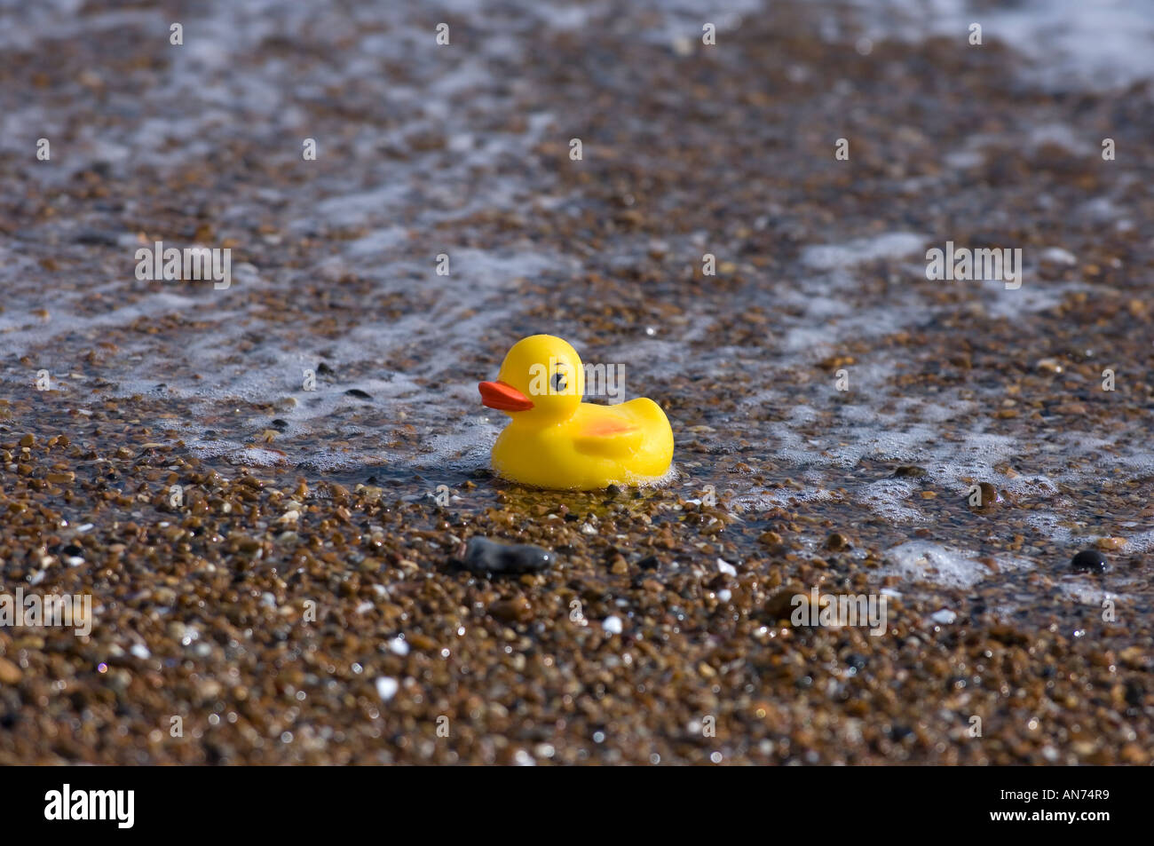 How Rubber Ducks Are Helping Scientists Chart The Oceans Amusing Planet ...