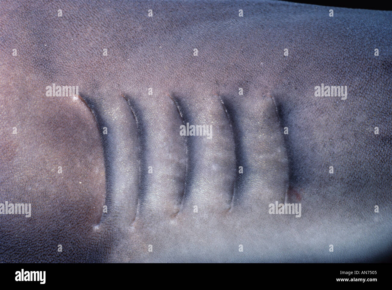 Shark gills hi-res stock photography and images - Alamy