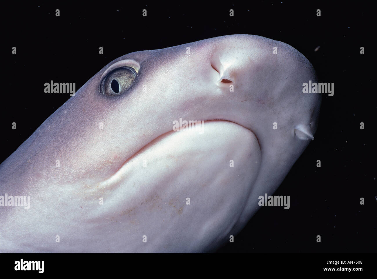 Oceanic whitetip shark teeth hi-res stock photography and images - Alamy