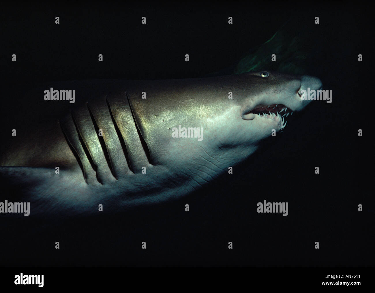 Sand Tiger Shark Stock Photo - Alamy