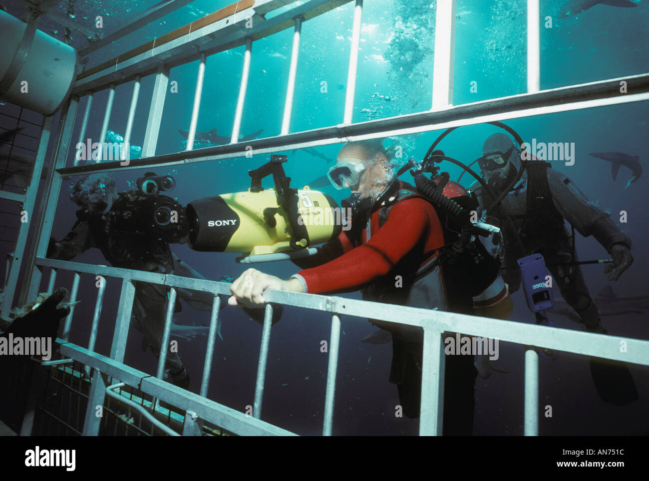 Bob Cranston protects Stan Waterman while filming outside of shark cage ...