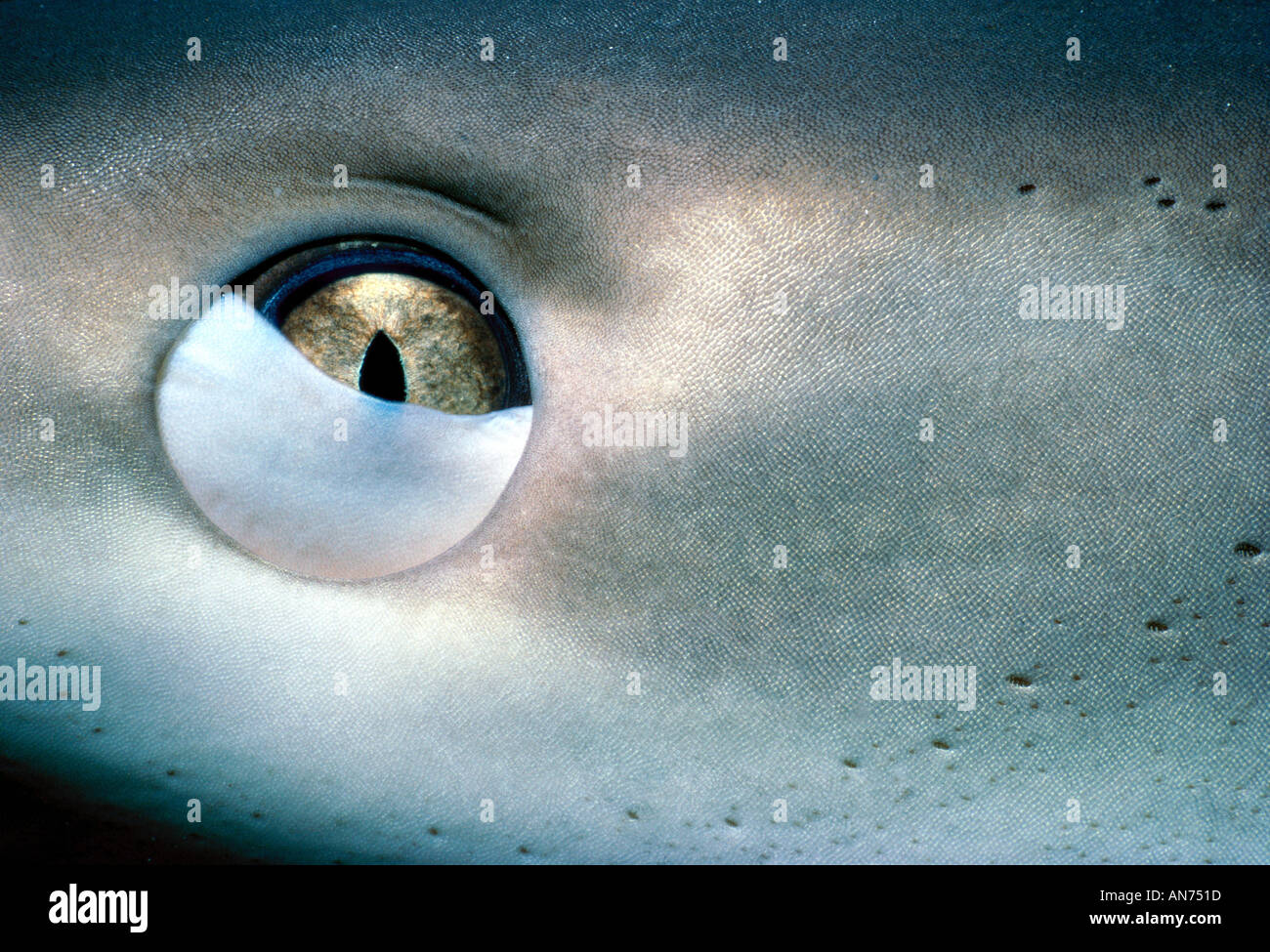 Eye of Caribbean Reef Shark with nictating membrane closing Stock Photo ...