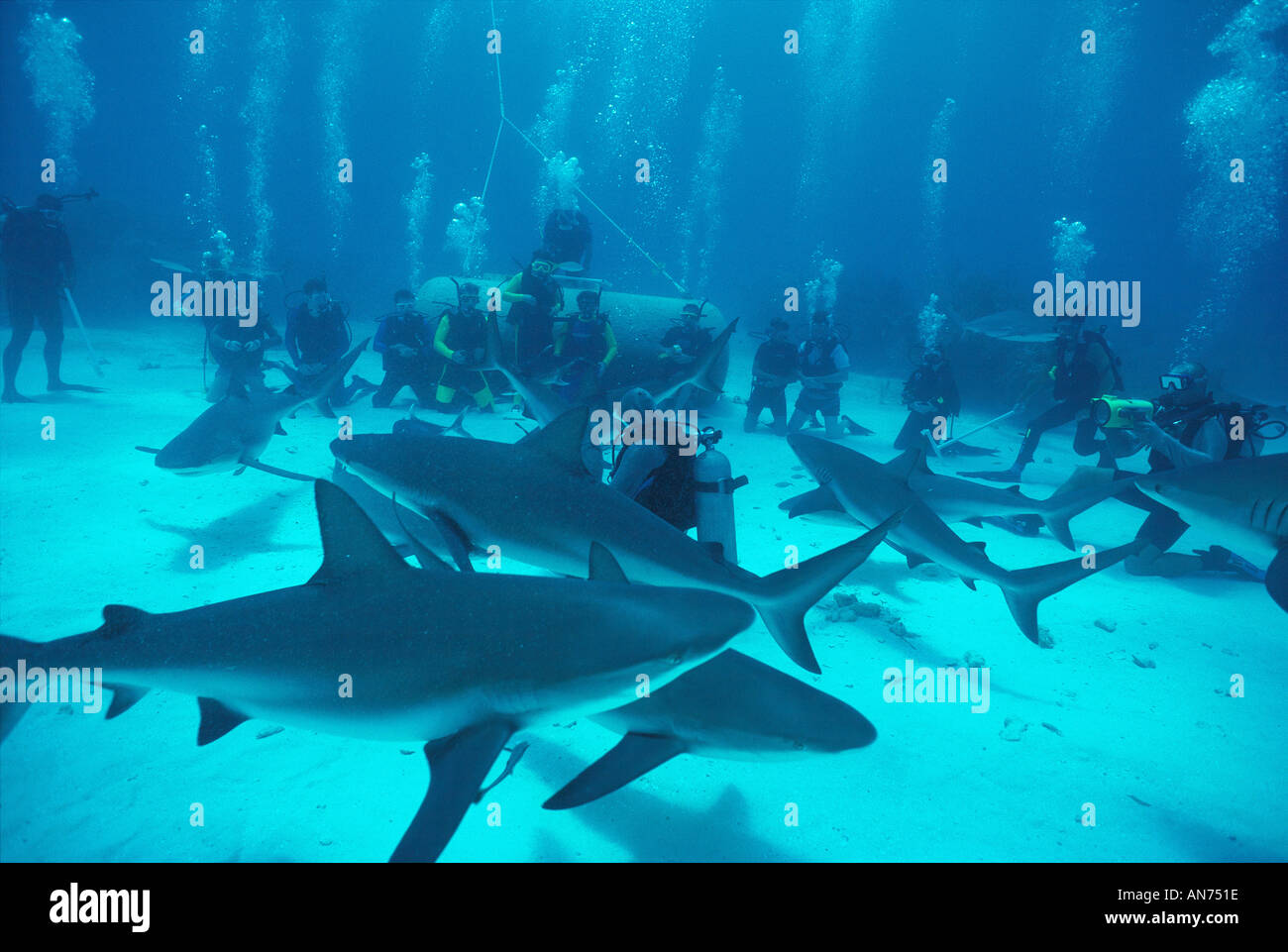 Sharkdiver hi-res stock photography and images - Alamy