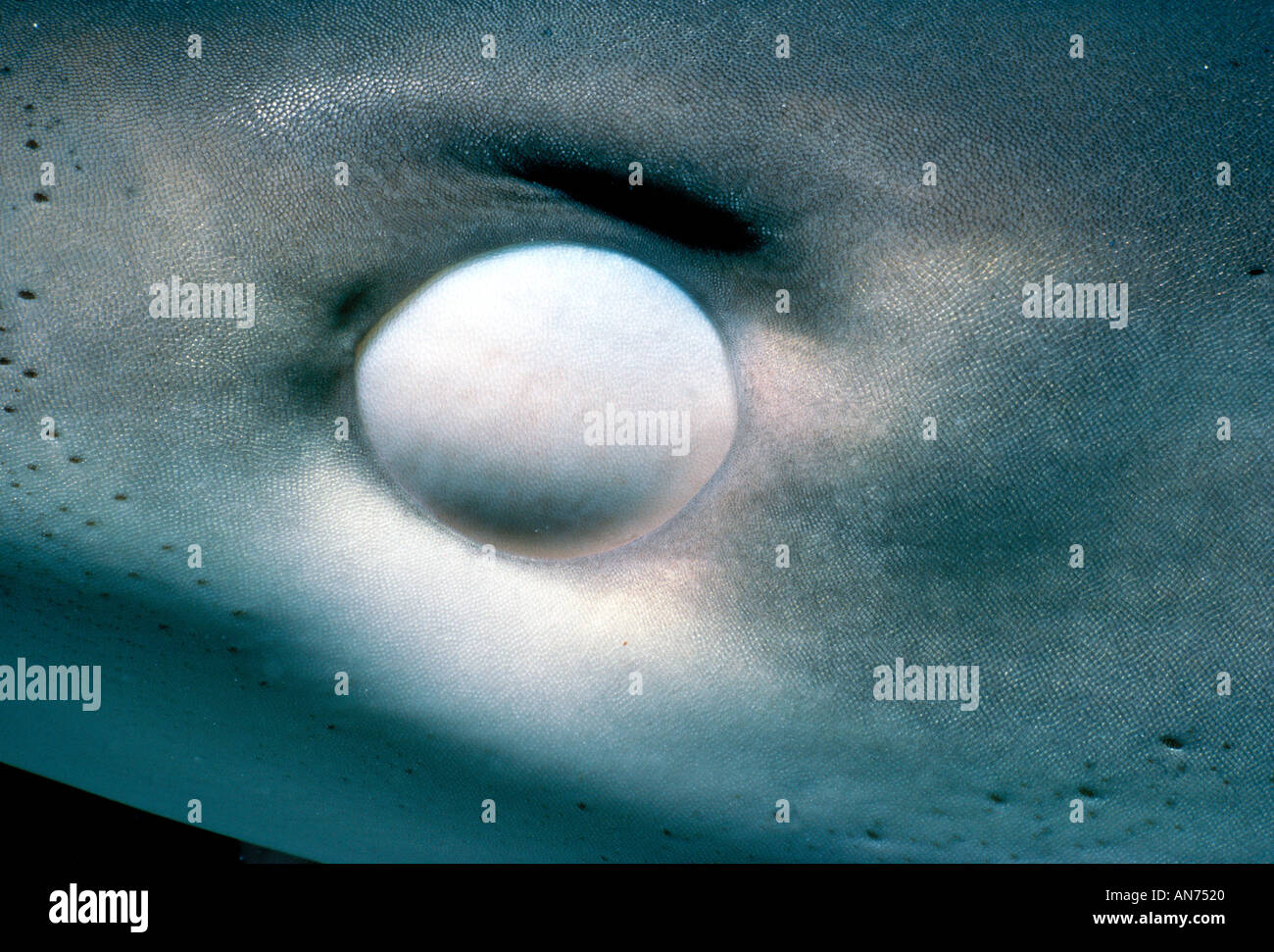 Shark eye membrane hi-res stock photography and images - Alamy