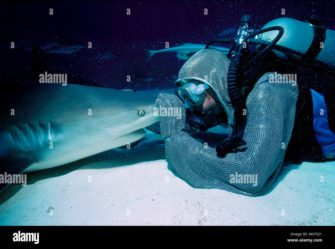 Shark handler holds Caribbean Reef Shark Stock Photo - Alamy