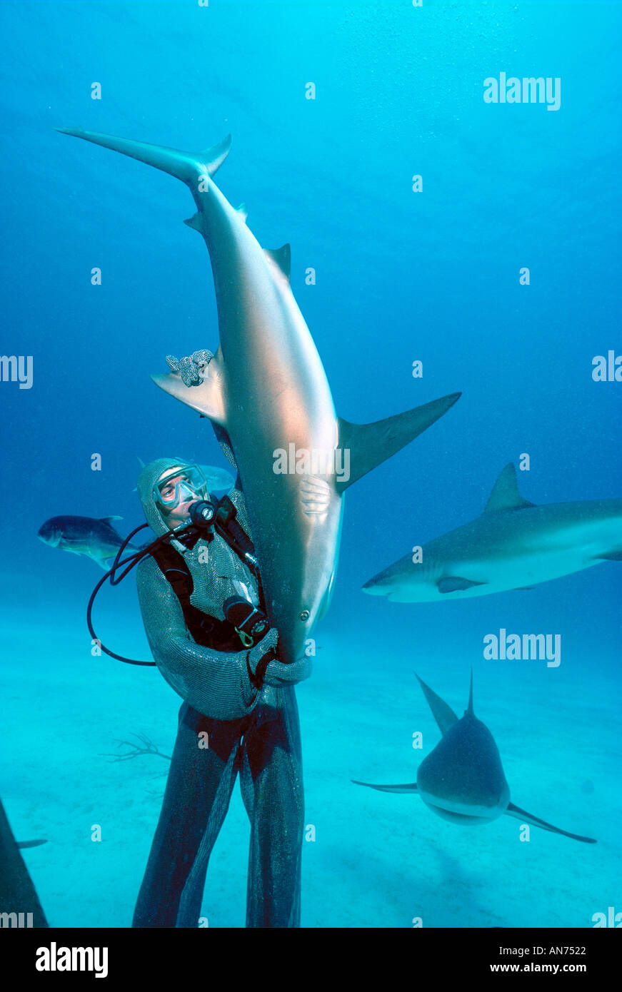 Shark handler holds Caribbean Reef Shark Stock Photo - Alamy