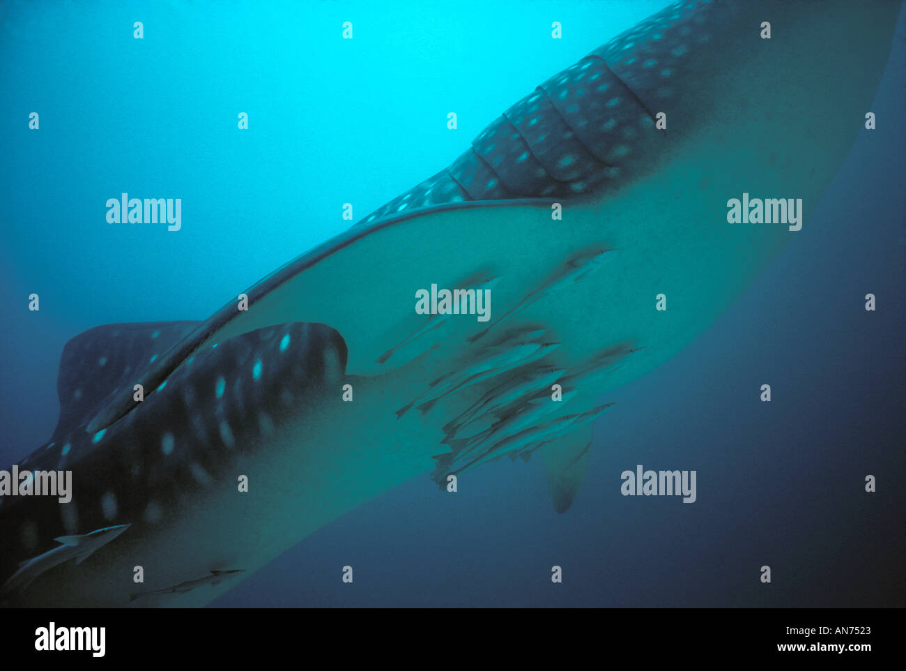Whale Shark with Remoras attached to stomach Stock Photo - Alamy