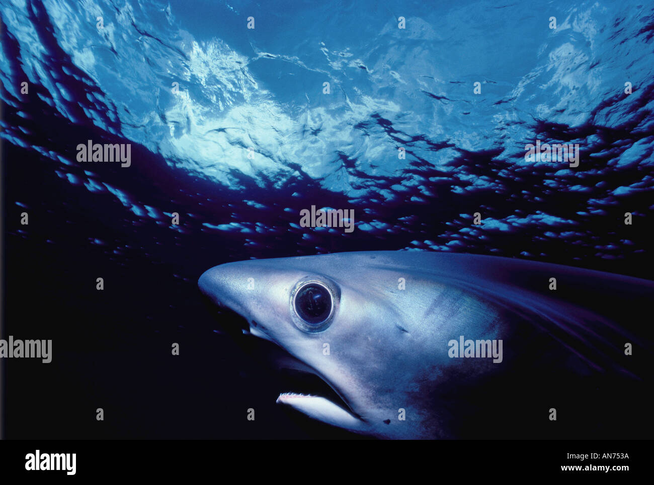 Bigeye thresher shark hi-res stock photography and images - Alamy