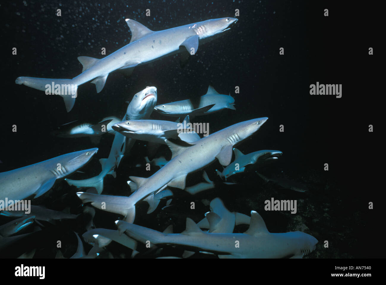 White tip sharks head hi-res stock photography and images - Alamy