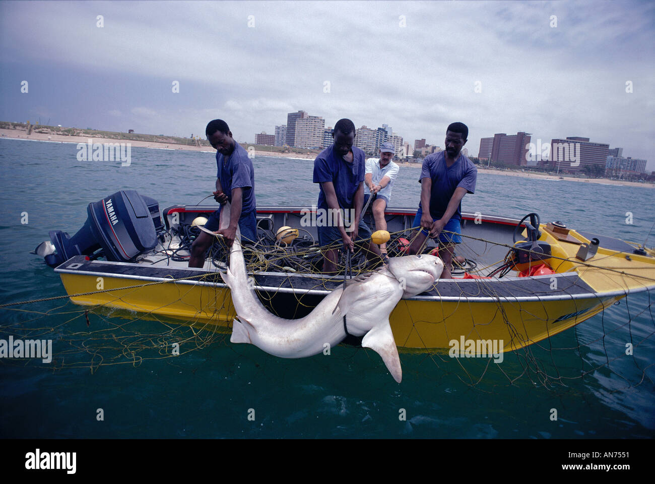 Tiger Shark caught in anti shark net Stock Photo - Alamy