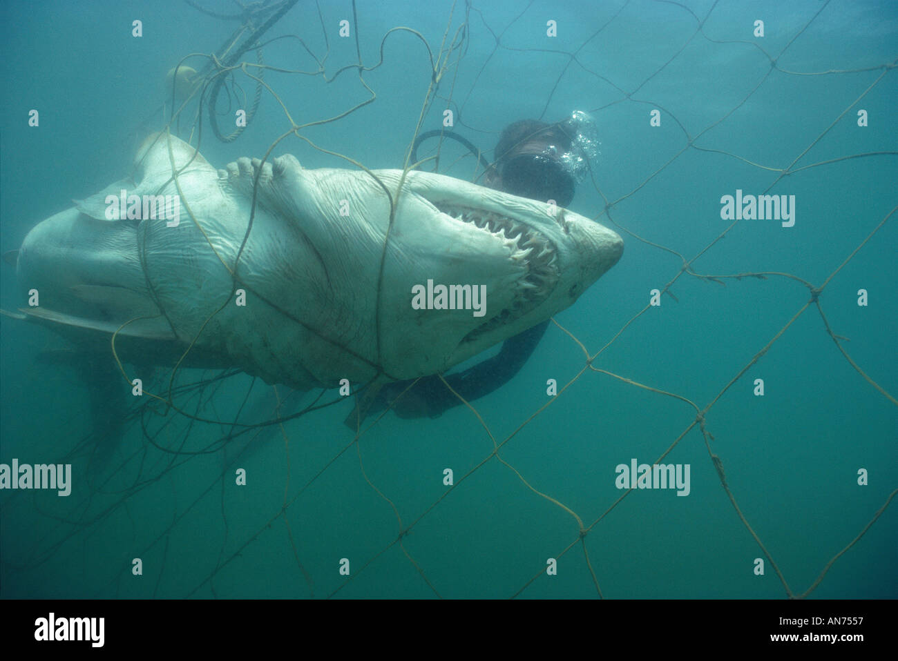 Natal Sharks Board Diver with Sand Tiger Shark Stock Photo - Alamy