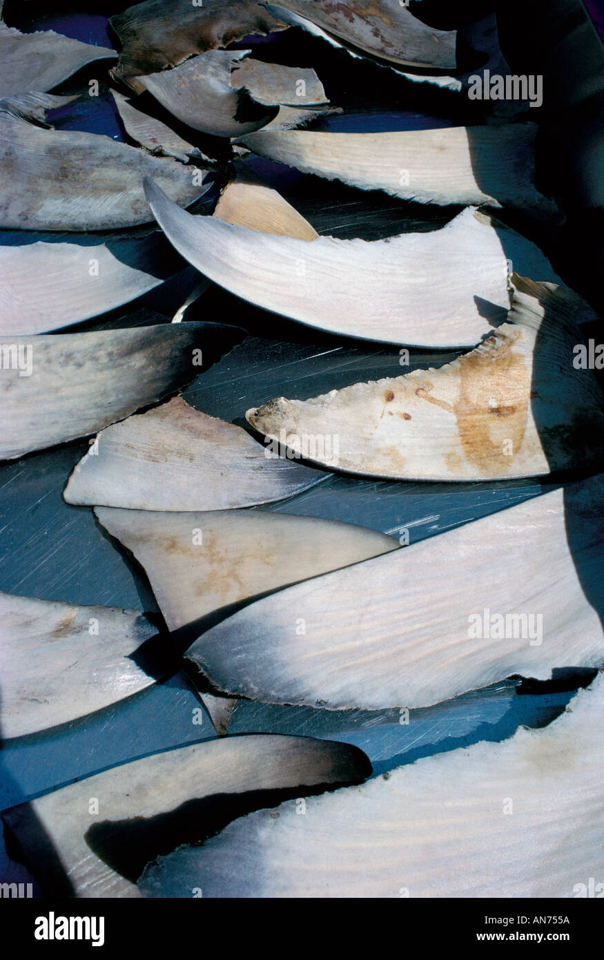 Shark fins drying hi-res stock photography and images - Alamy