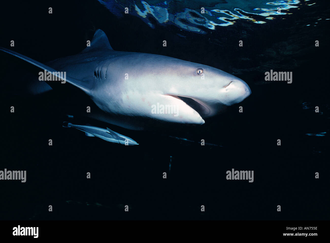 Bull shark teeth hi-res stock photography and images - Alamy