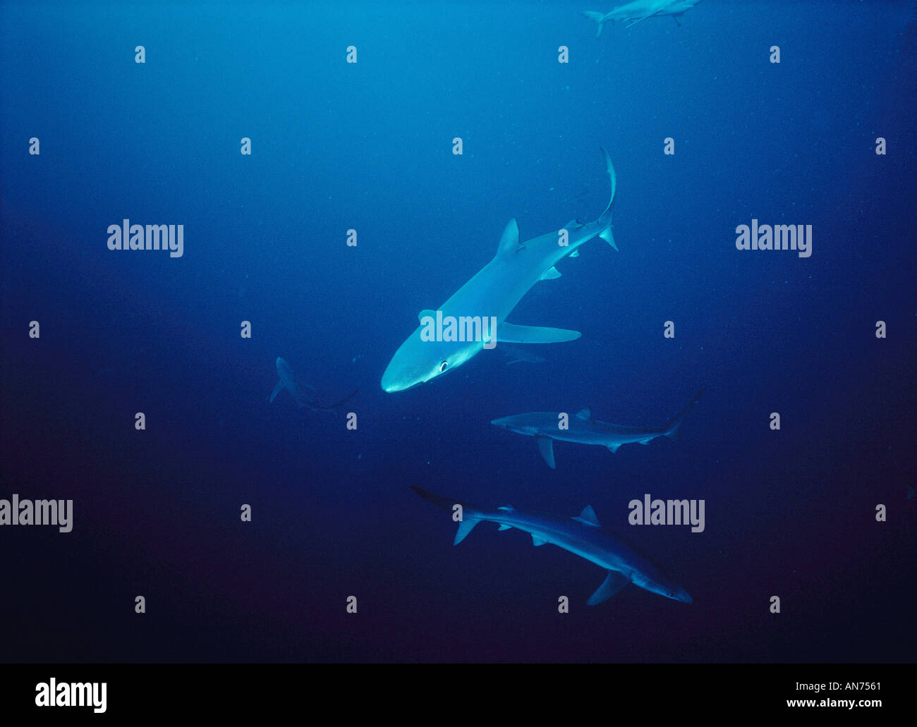 Blue Sharks following scent trail in water column Stock Photo - Alamy