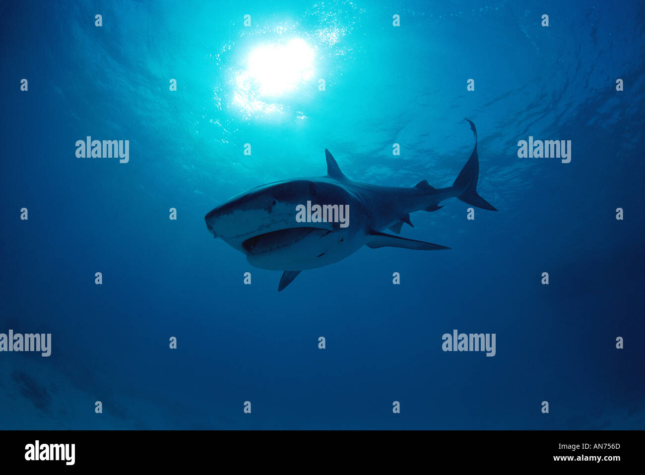 Tiger Shark demonstrating aggressive behavior Stock Photo - Alamy