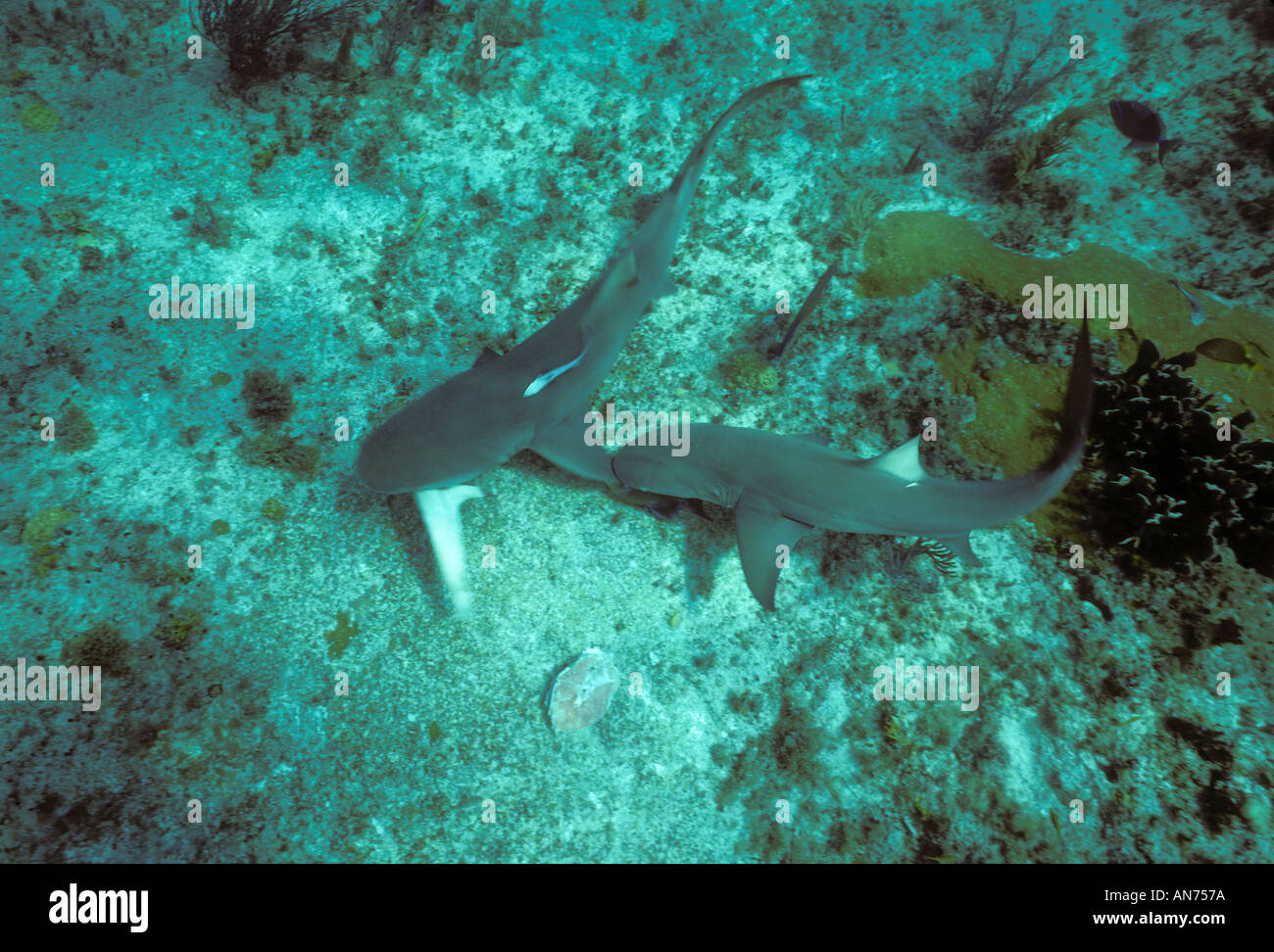 Lemon Sharks feeding on fish on coral bottom Stock Photo - Alamy
