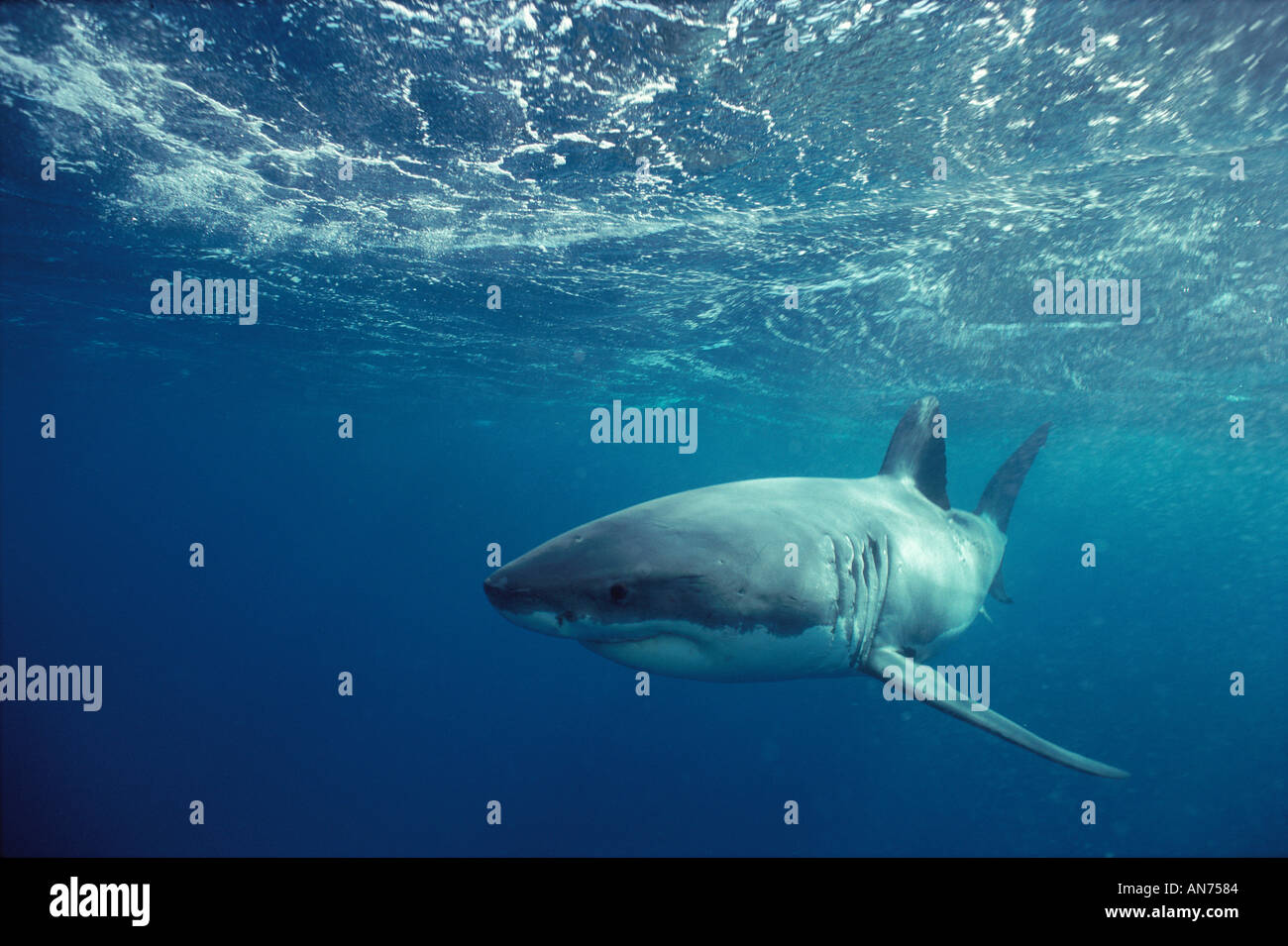 Great White Shark turning in open water Stock Photo - Alamy