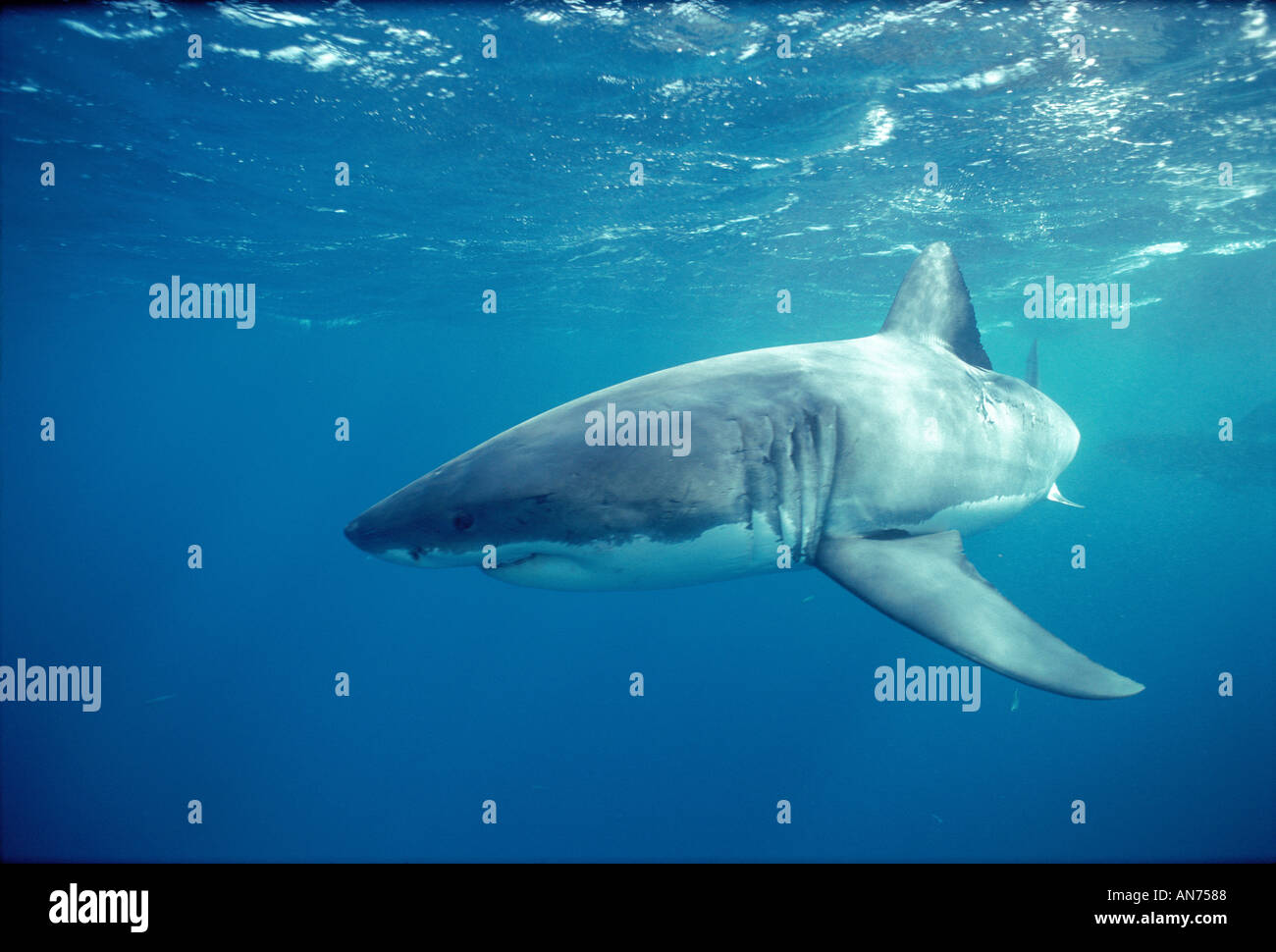 Great White Shark turning in open water Stock Photo - Alamy