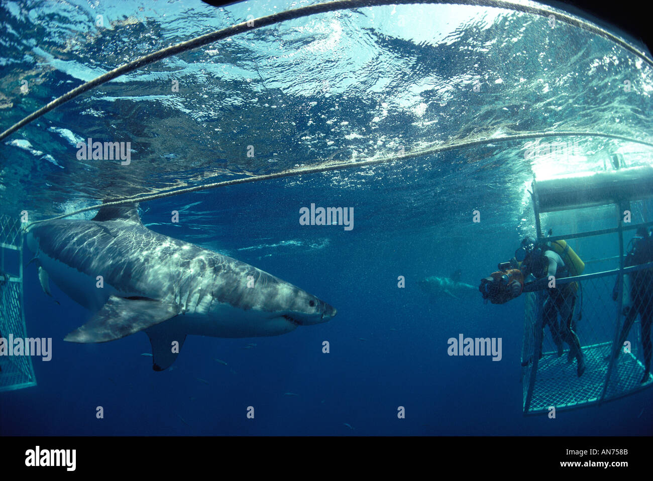 Shark size comparison hi-res stock photography and images - Alamy