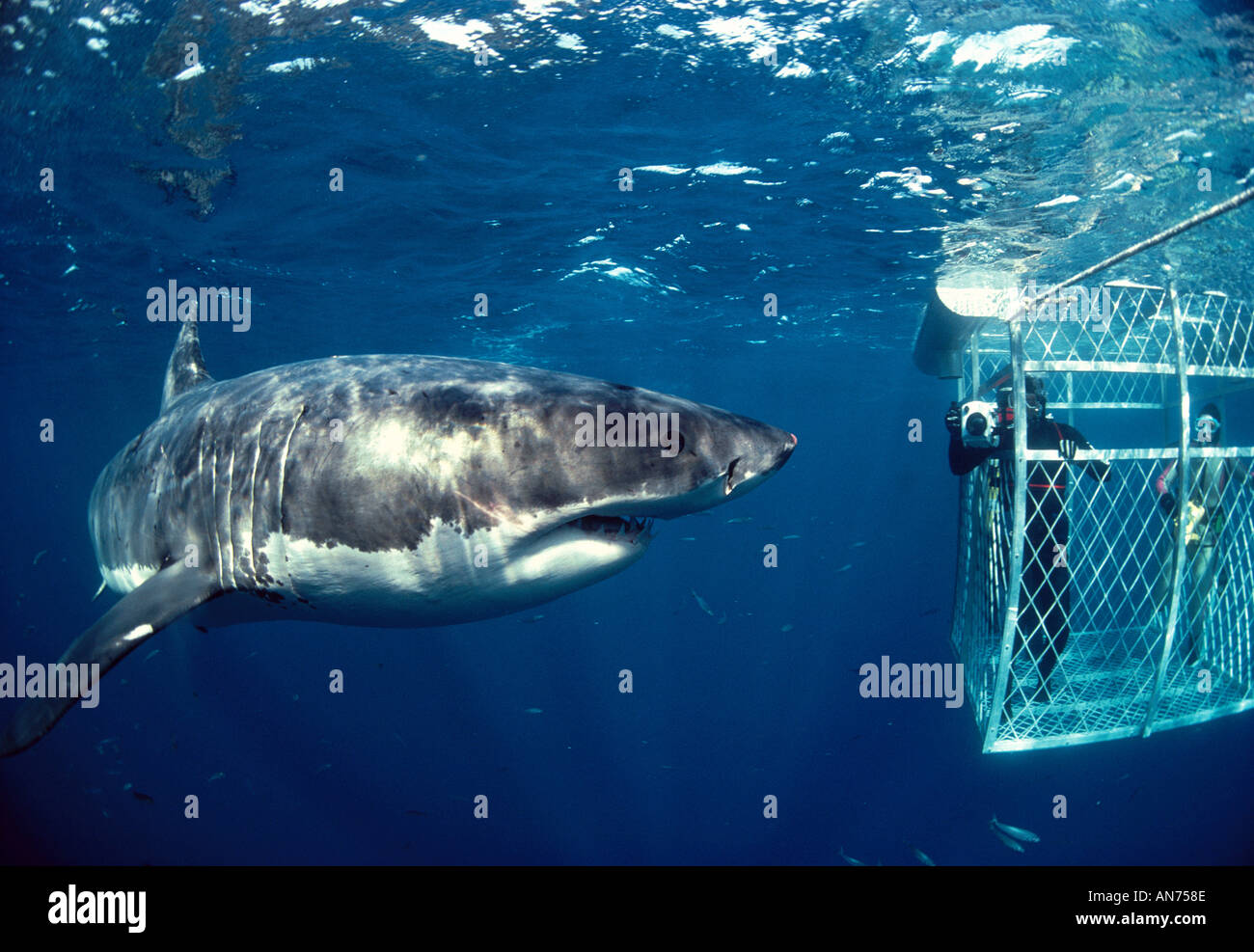 Great White Shark Size Comparison To Bus